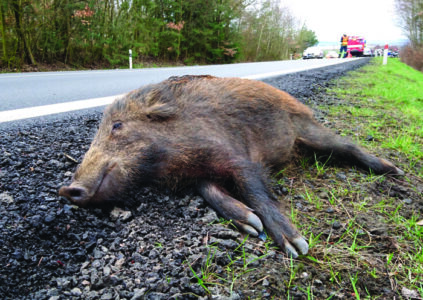 Critters and Cars: Avoid Deer Accidents, Moose Accidents, and More - Grit